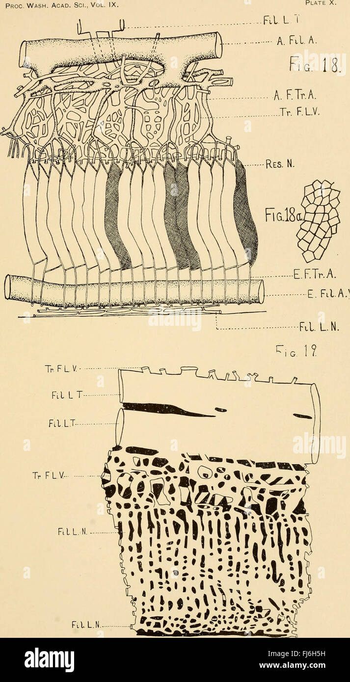 Zoology, Ganoids, Polyodon, Lepisosteus, Fish Biology Stock Photo - Alamy