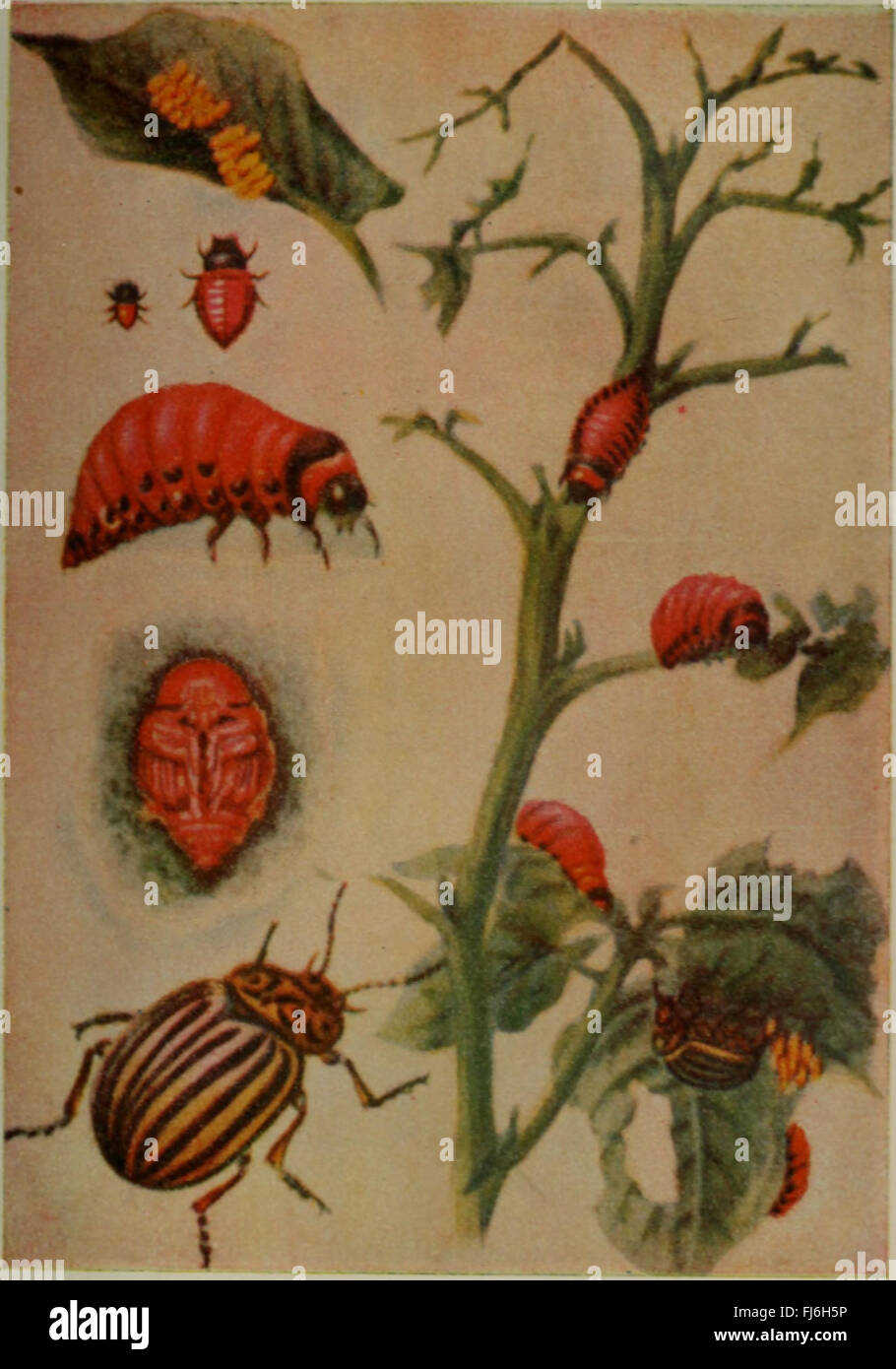 Liu font hi-res stock photography and images - Alamy