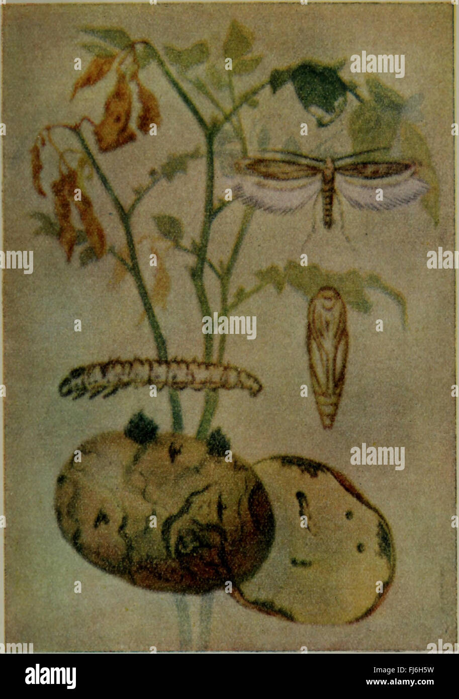 Wen qi hi-res stock photography and images - Alamy