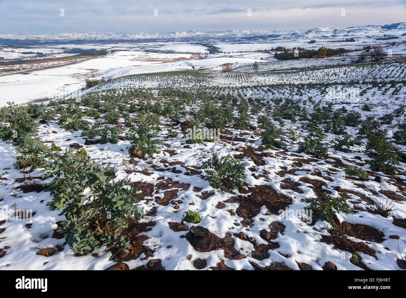 Mountains young tree forest plantation covered winter snow landscape ...
