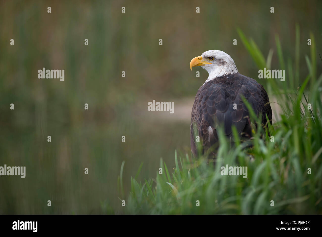 Bald Eagle / American Eagle ( Haliaeetus leucocephalus ) sits in green ...