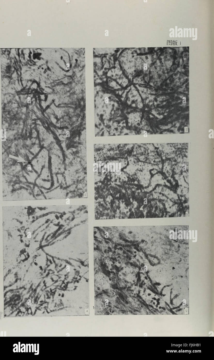 Zao letter hi-res stock photography and images - Alamy