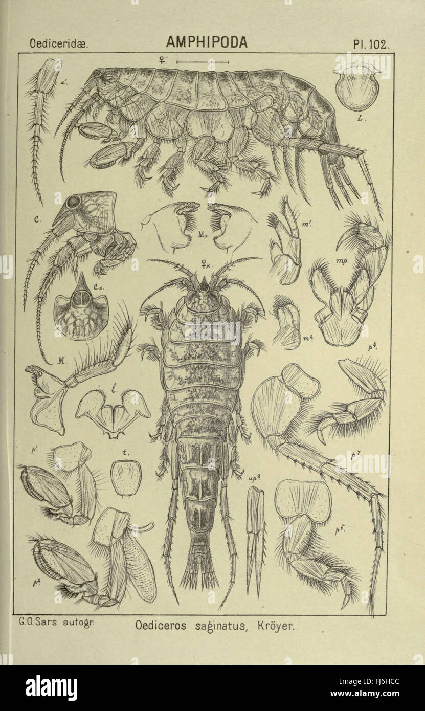An illustration from *An Account of the Crustacea of Norway*, featuring ...