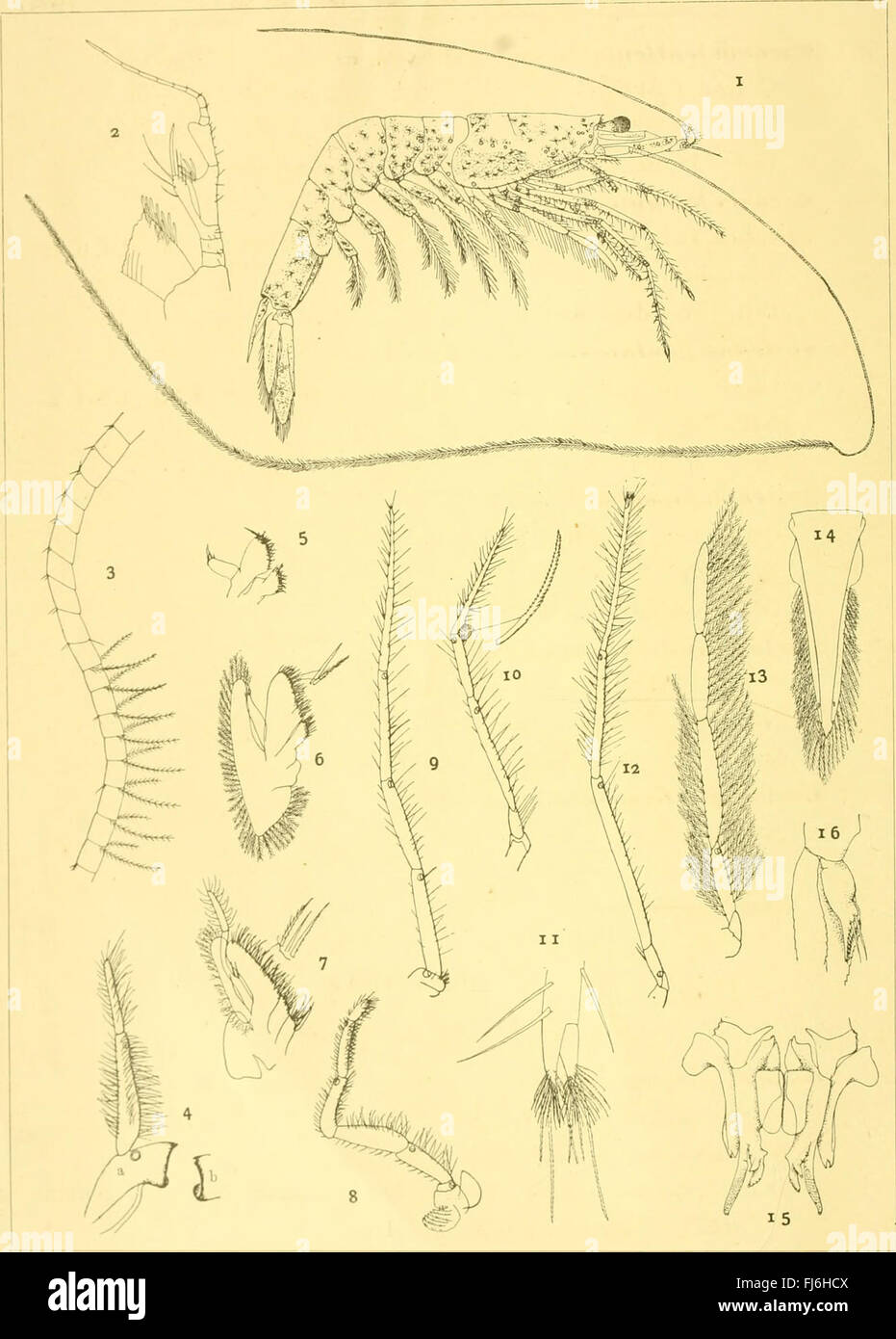 A Japanese journal dedicated to zoology, featuring articles on animal ...