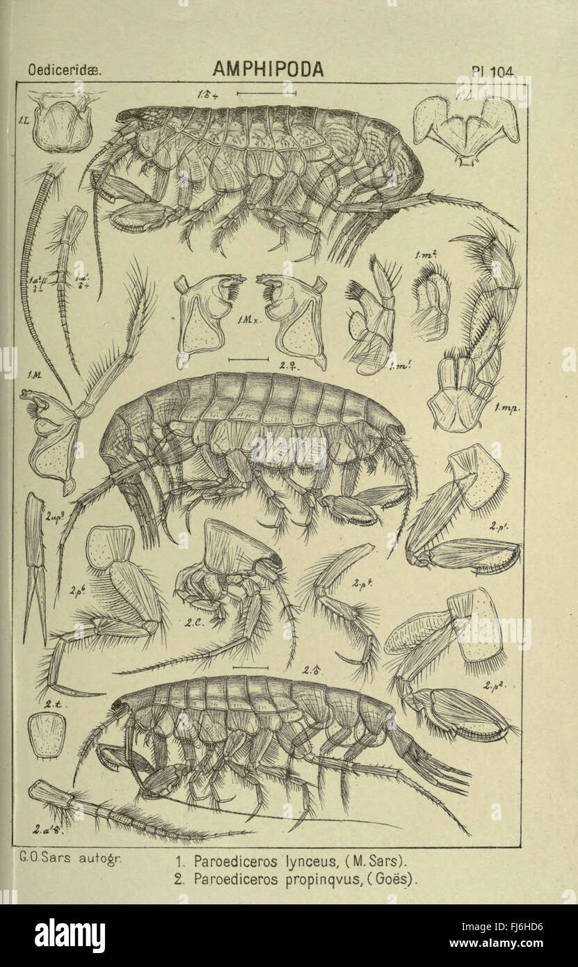 'An Account of the Crustacea of Norway' focusing on crustacean species ...