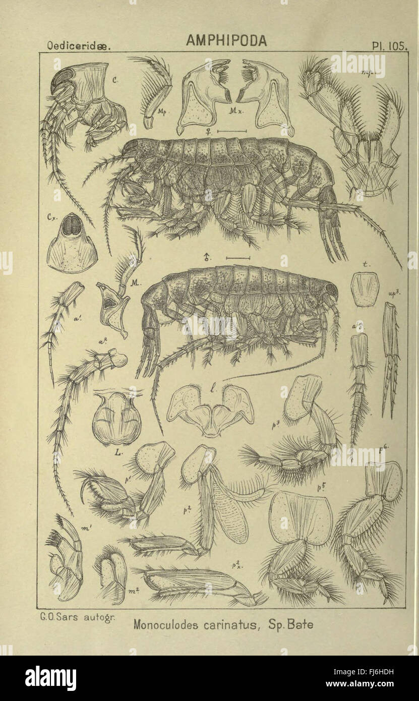 Various species of marine crustaceans hi-res stock photography and ...