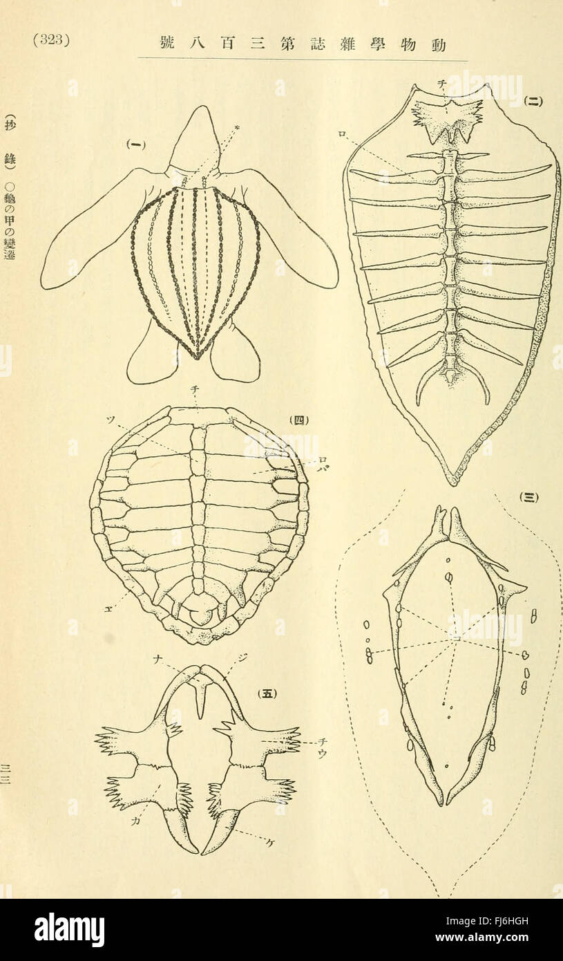 A journal focused on zoological studies, published in 1914, covering ...