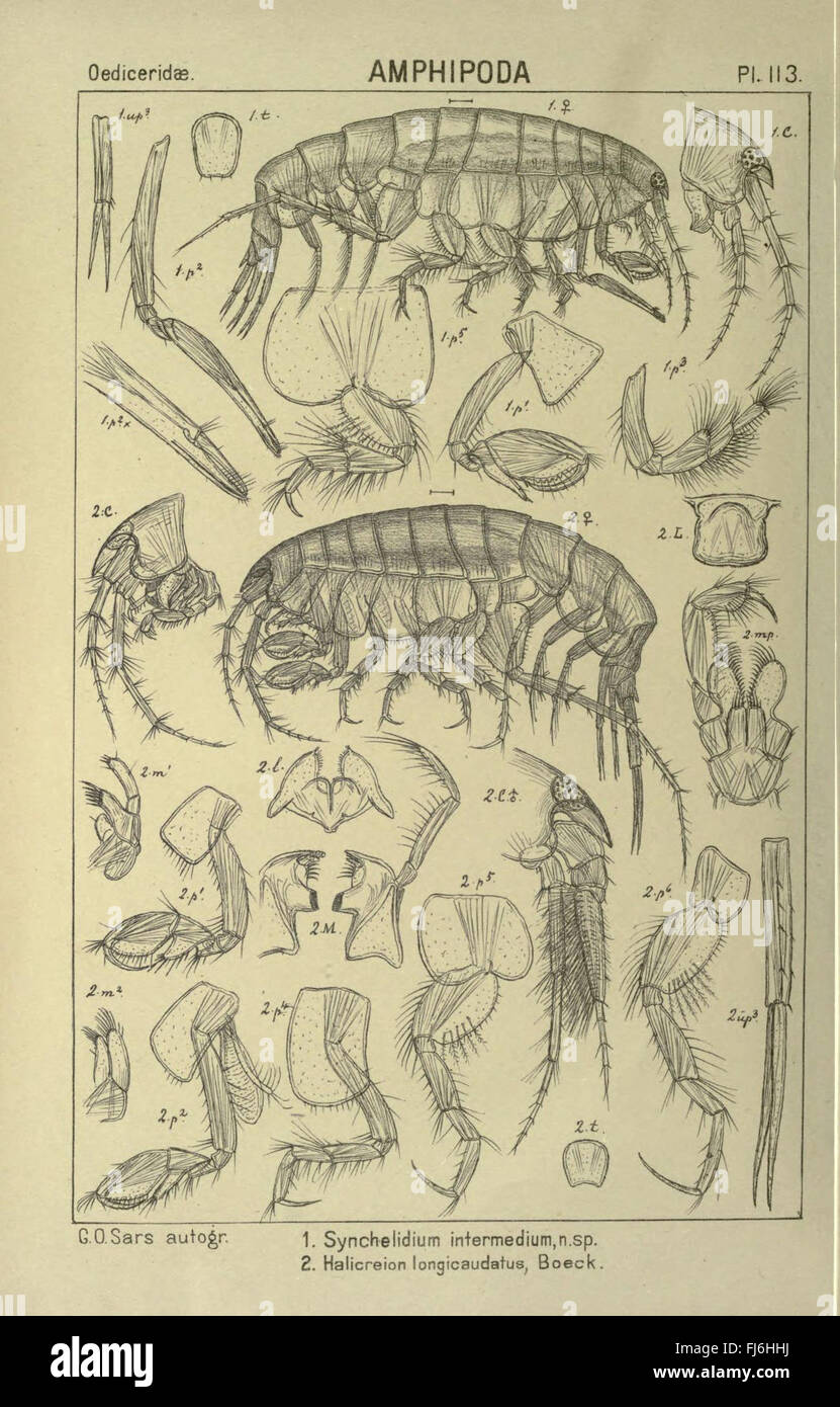 Diversity of crustacean anatomy hi-res stock photography and images - Alamy