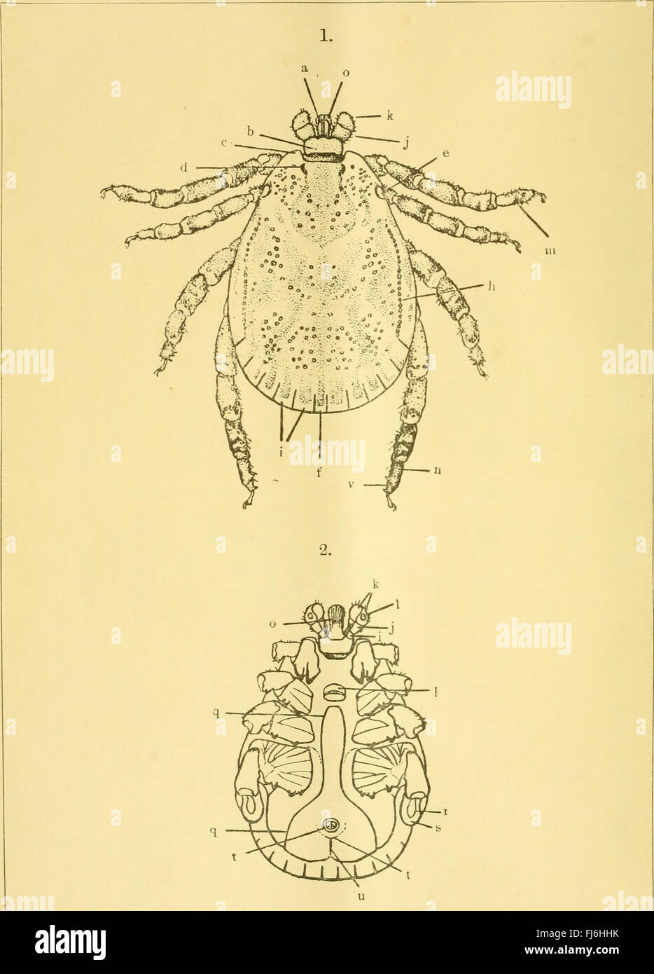 Dobutsugaku Zasshi (1922 Stock Photo - Alamy
