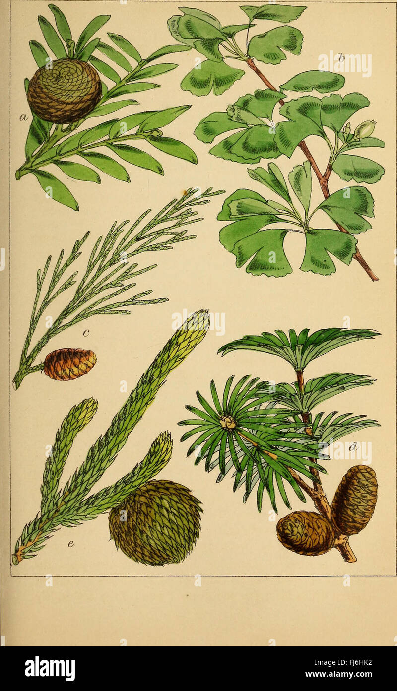 Domestic Botany, Study of Plants in Household Settings, 19th Century ...