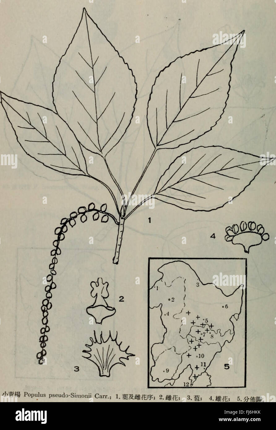 Dong bei mu ben zhi wu tu zhi (1955), Botany, China, Illustrated plants ...