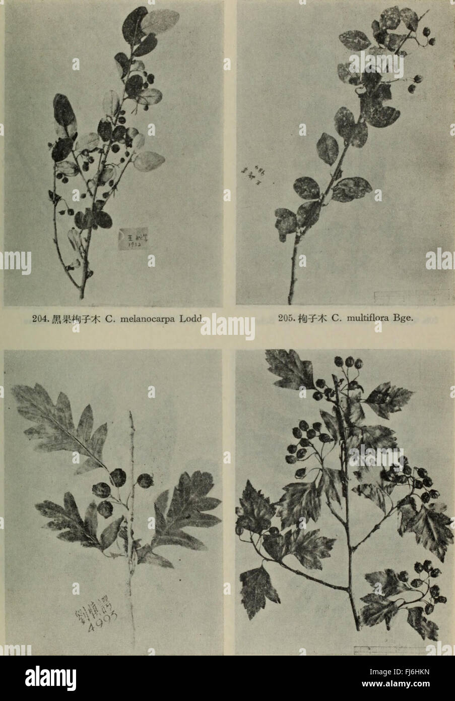 Dong bei mu ben zhi wu tu zhi (1955 Stock Photo - Alamy