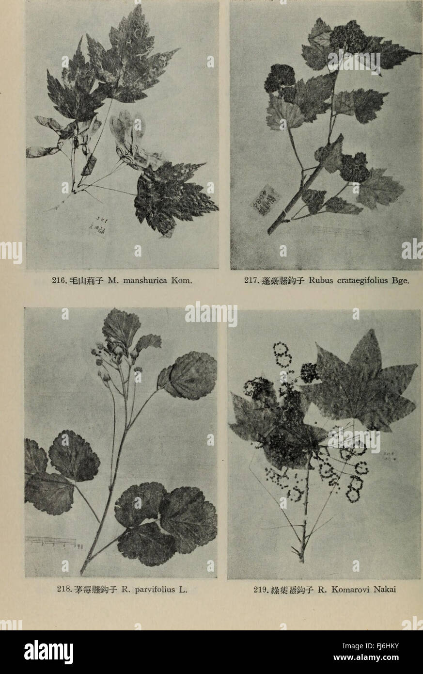 A Chinese botanical work from 1955 on the flora of northeastern China ...