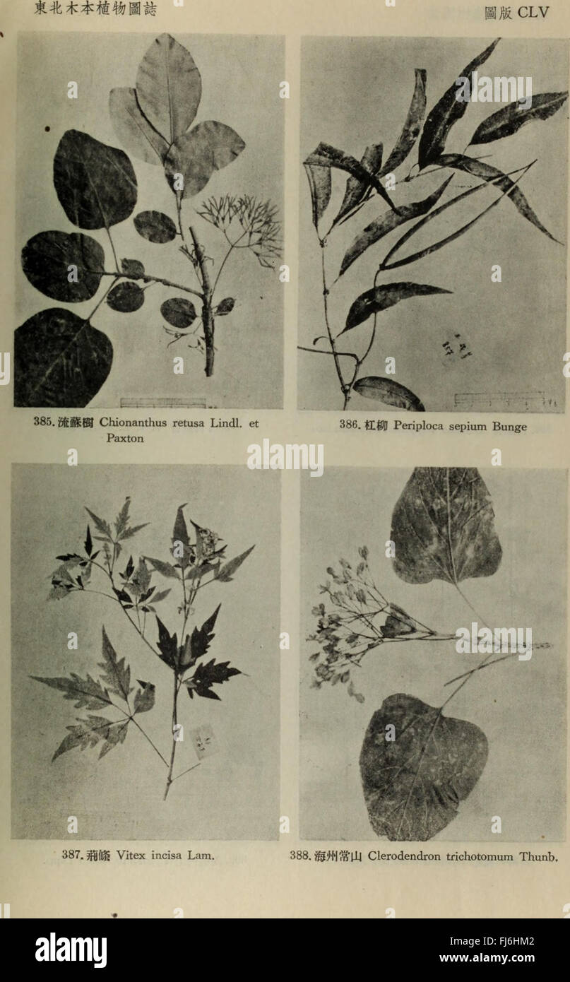 Dong bei mu ben zhi wu tu zhi (1955 Stock Photo - Alamy