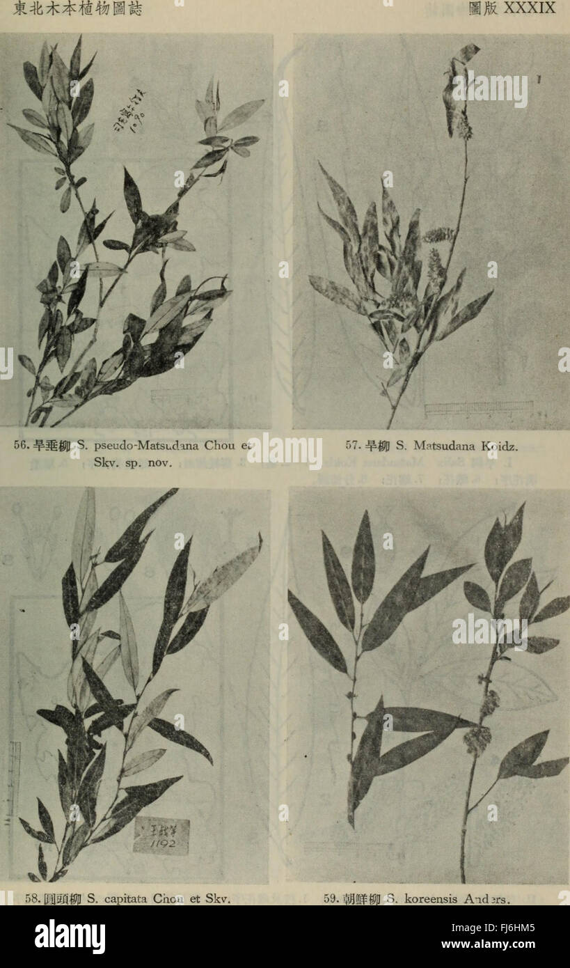 A 1955 Chinese botanical work documenting the trees and plants of ...