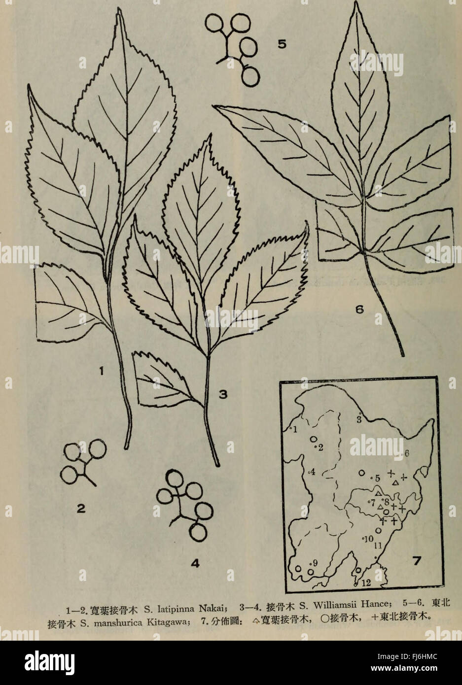 Dong bei mu ben zhi wu tu zhi (1955 Stock Photo - Alamy