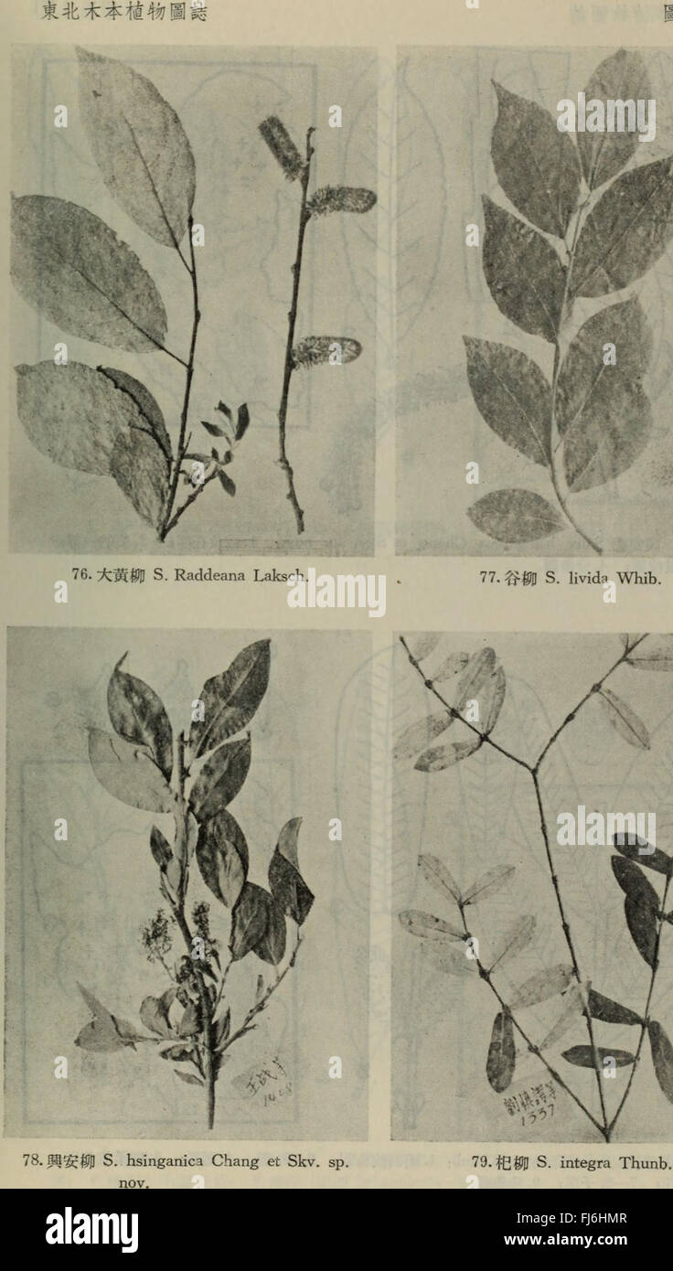 Dong bei mu ben zhi wu tu zhi (1955 Stock Photo - Alamy