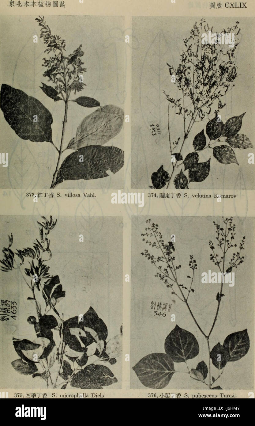 A Chinese botanical work from 1955, focusing on the flora of Northeast ...