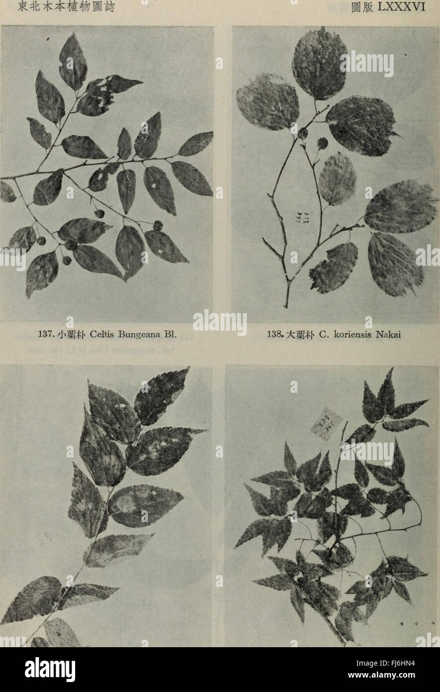 Botanical catalog from 1955 documenting tree and plant species from ...