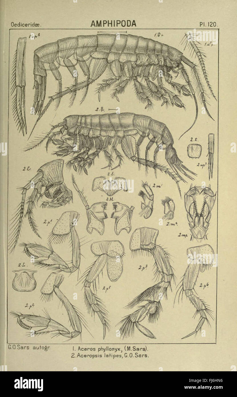 An Account of the Crustacea of Norway (Pl. 120), Crustacea, Norway, SIL ...