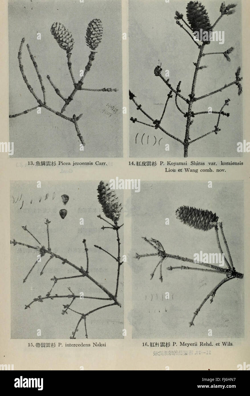 Dong bei mu ben zhi wu tu zhi Stock Photo - Alamy