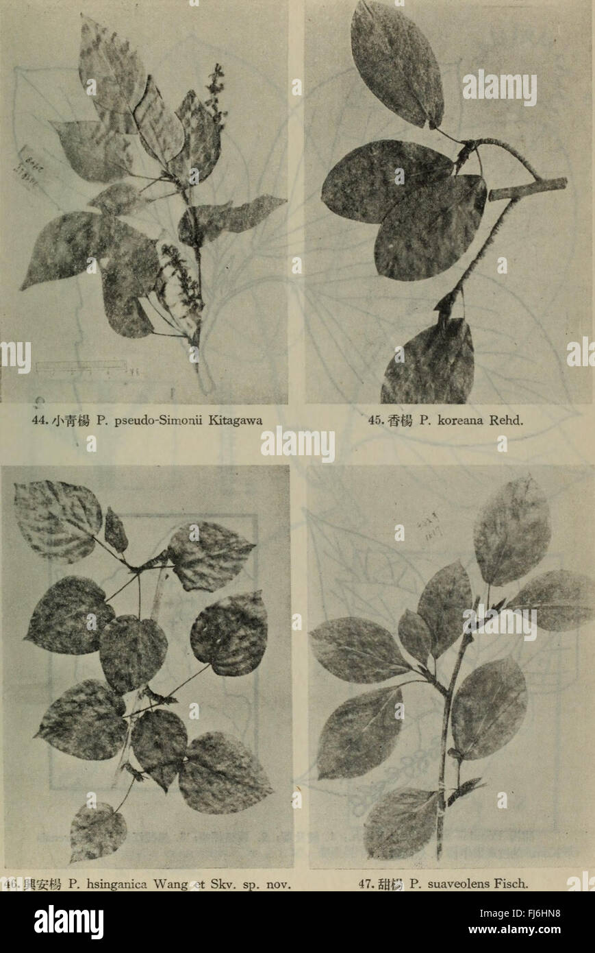 Dongbei Flora and Plant Illustrations, 1955 Stock Photo - Alamy