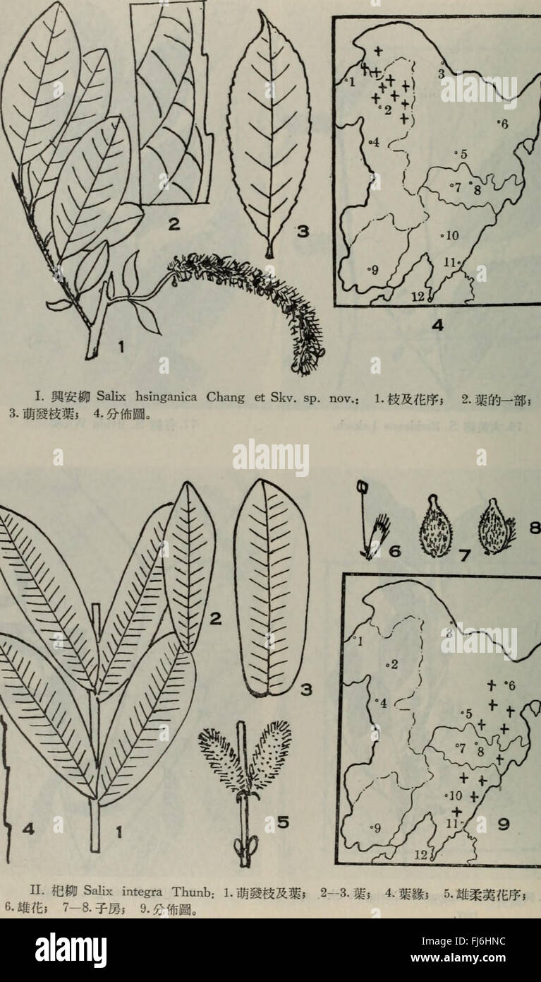 An illustrated guide to the flora of northeast China, depicting various ...