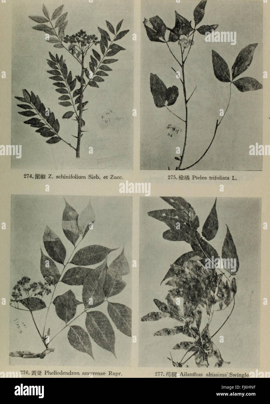 Dong bei mu ben zhi wu tu zhi (1955 Stock Photo - Alamy