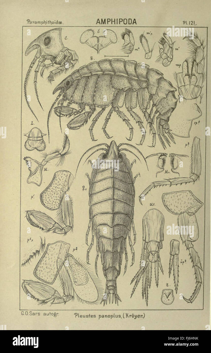 An in-depth account of Norwegian crustacean species, illustrating ...