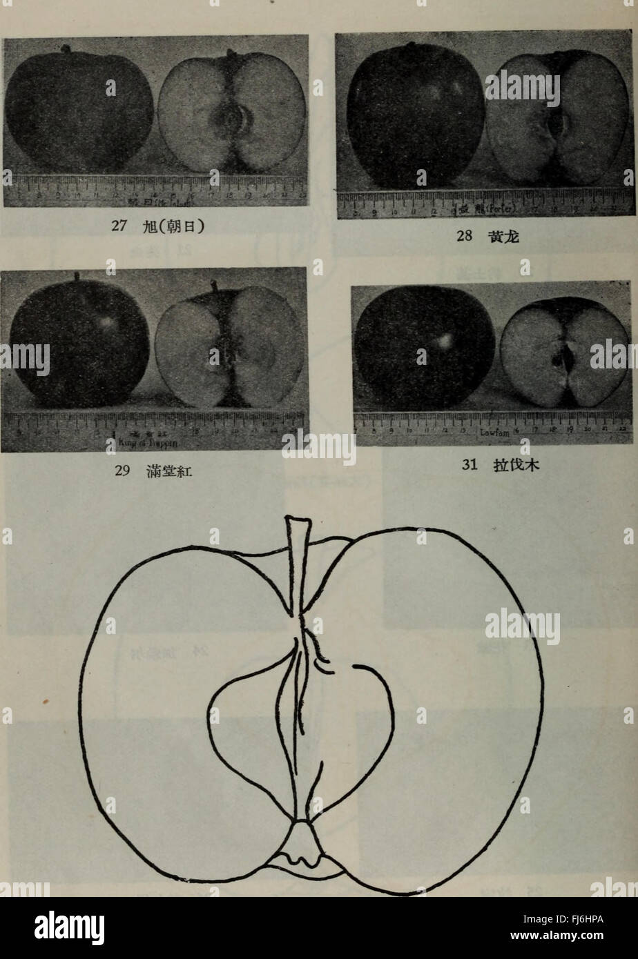 This study of Chinese fruit varieties in Northeast China from 1957 ...