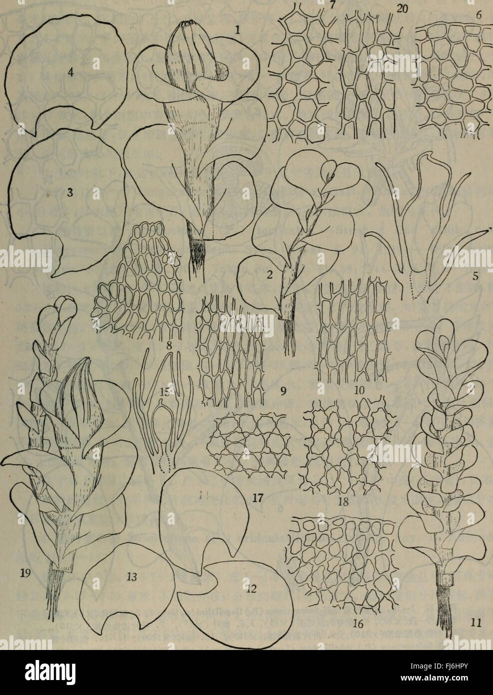 Lei bei hi-res stock photography and images - Alamy