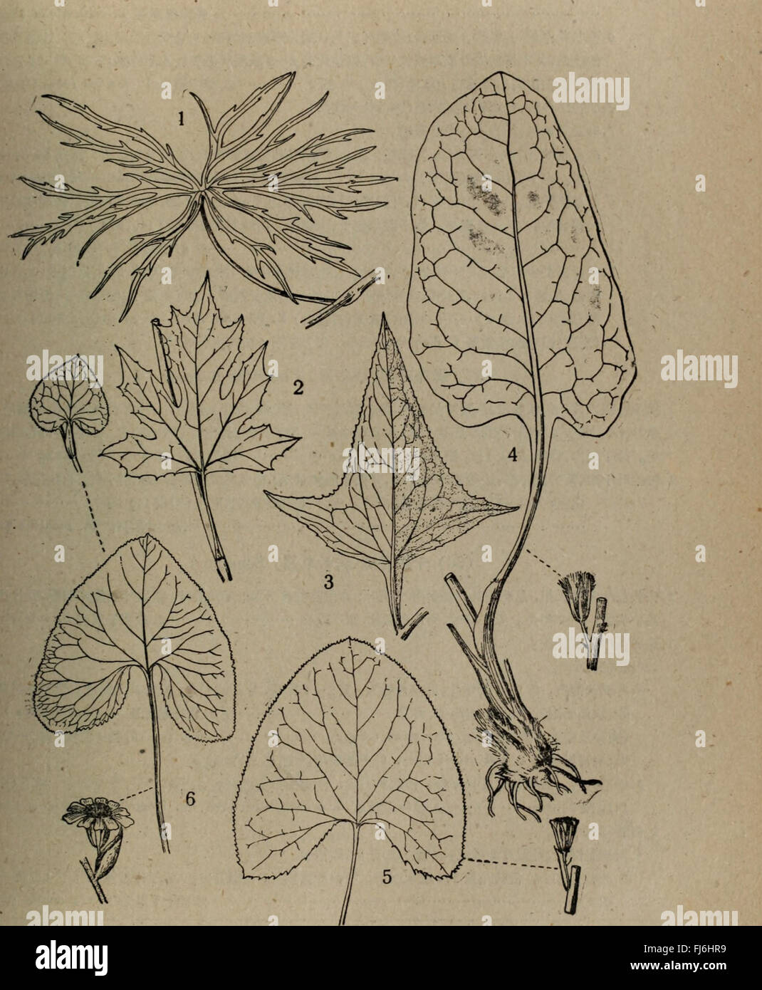 Dong bei zhi wu jian suo biao (1959 Stock Photo - Alamy