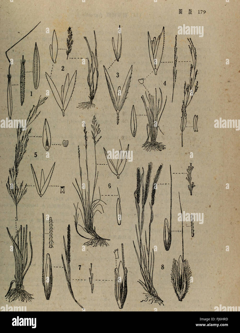 Dong bei zhi wu jian suo biao Stock Photo - Alamy