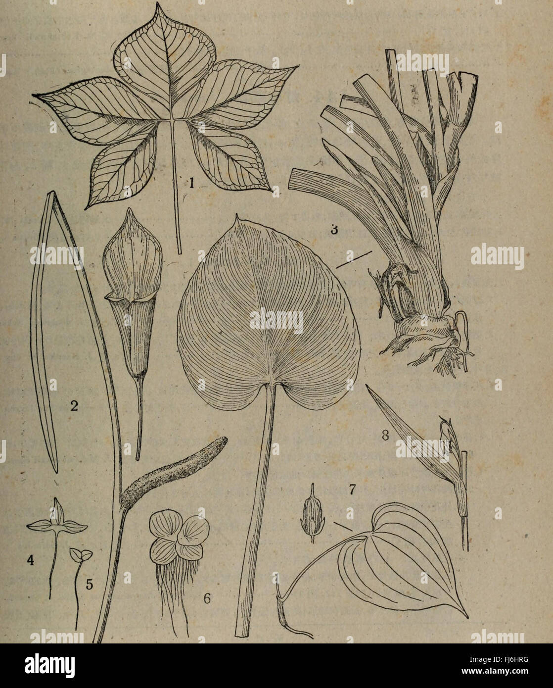 'Dong bei zhi wu jian suo biao' (1959) is a Chinese botanical work ...