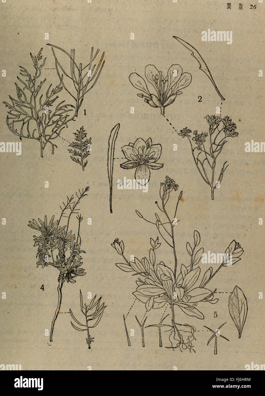 Dong bei zhi wu jian suo biao (1959 Stock Photo - Alamy