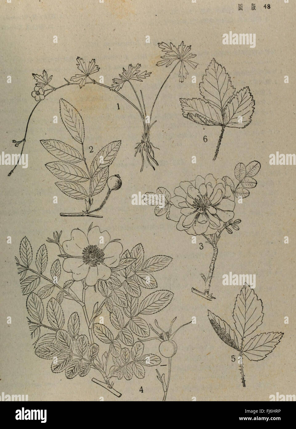 A botanical catalog from northeastern China, documenting the flora of ...