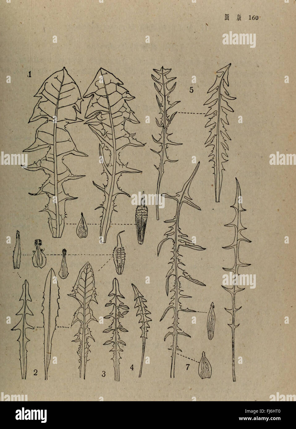 A catalog of plants from the northeastern region of China, documenting ...