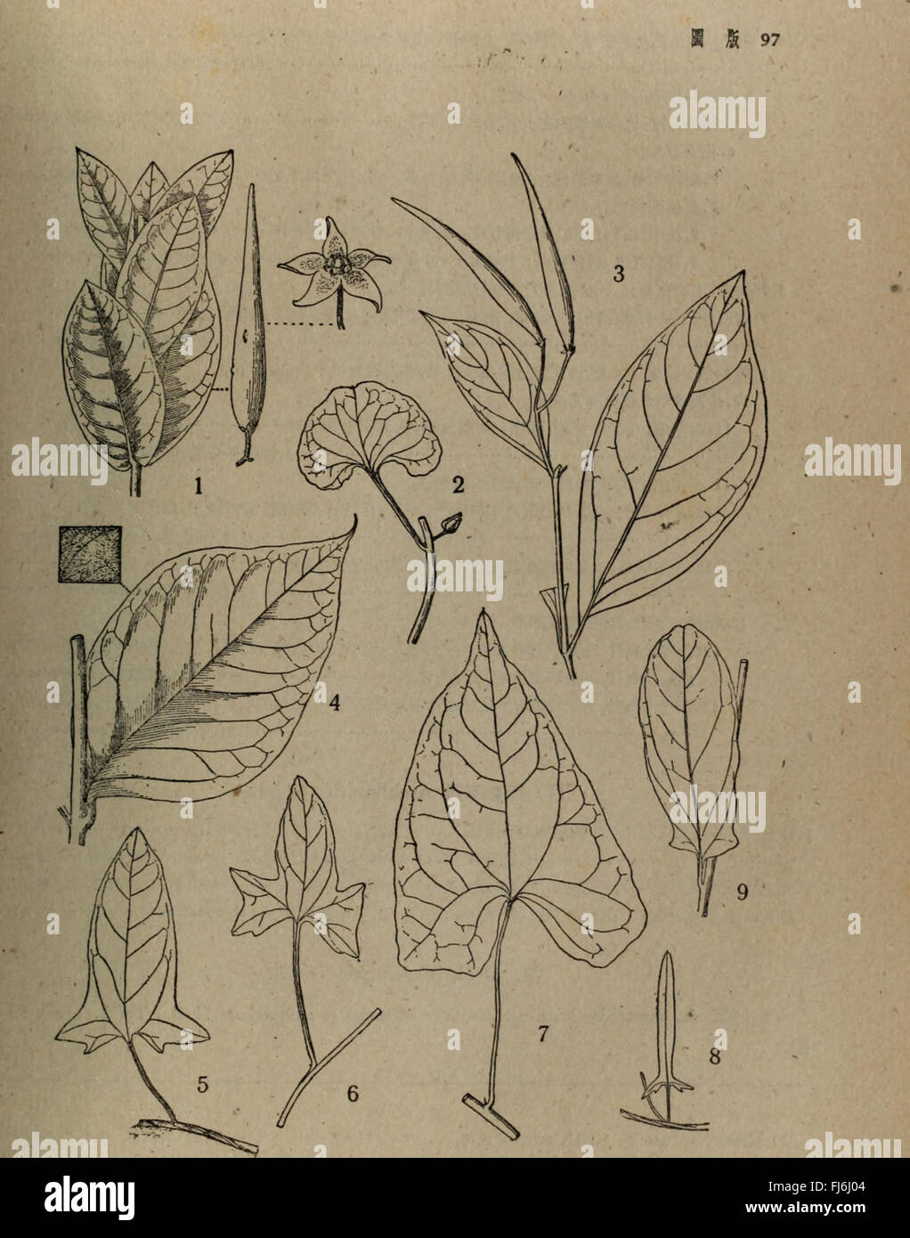 Dong bei zhi wu jian suo biao (1959), Botanical illustrations, China ...