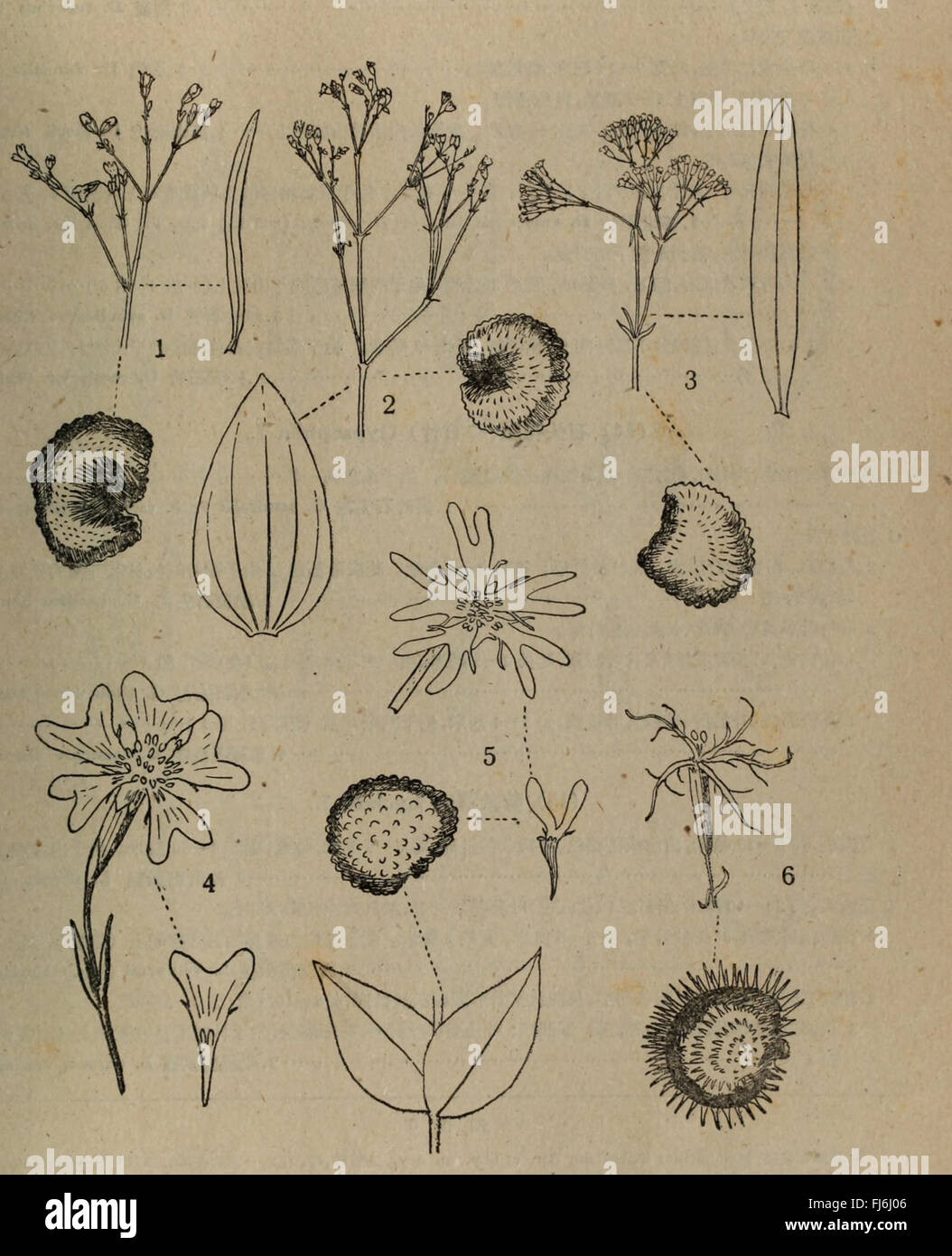 A botanical reference from 1959 cataloging plant species from ...