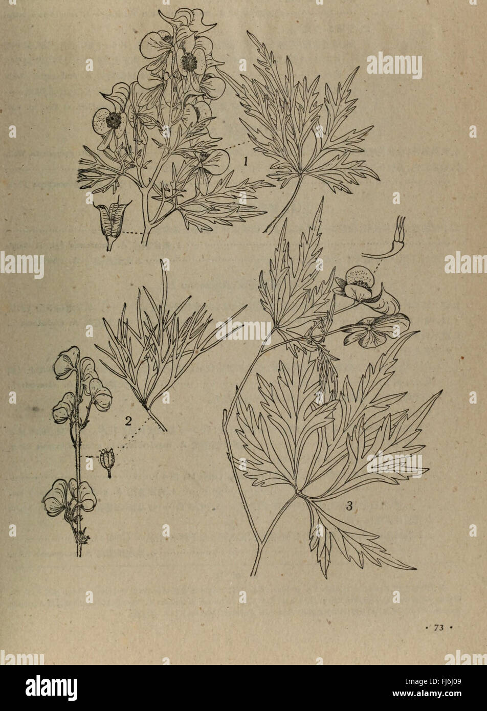 A Chinese botanical reference from 1959, featuring plants from ...