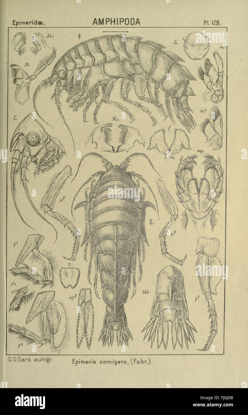 An Account of the Crustacea of Norway (Pl. 128) from the Smithsonian ...
