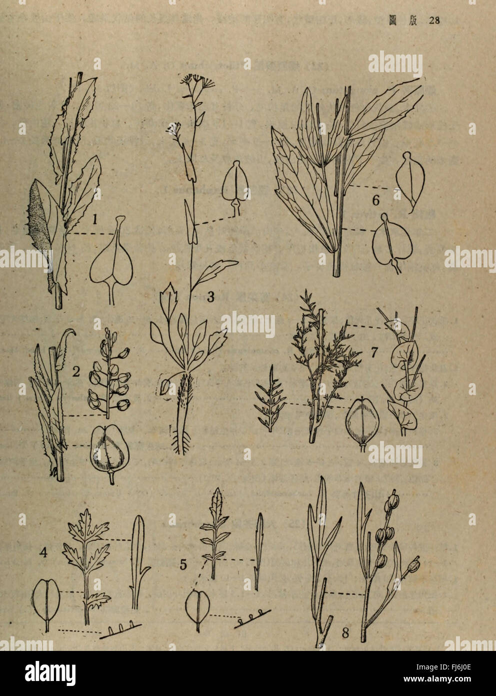Dong Bei Zhi Wu Jian Suo Biao (1959) - A botanical index cataloging ...