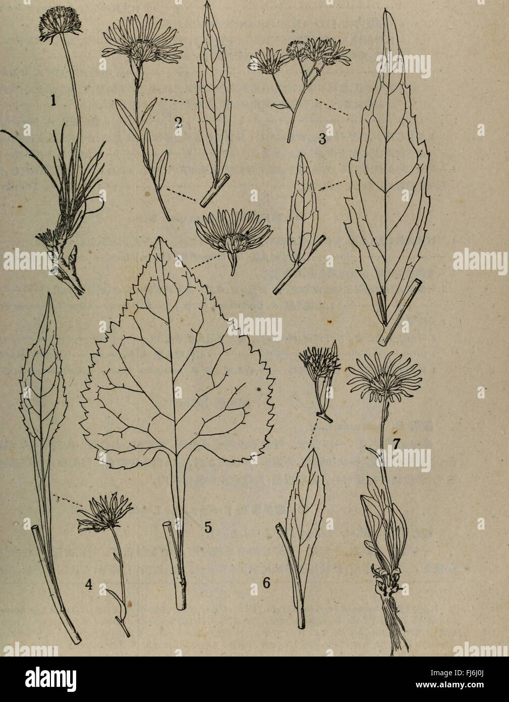 A 1959 botanical index of plant species from Northeast China, serving ...