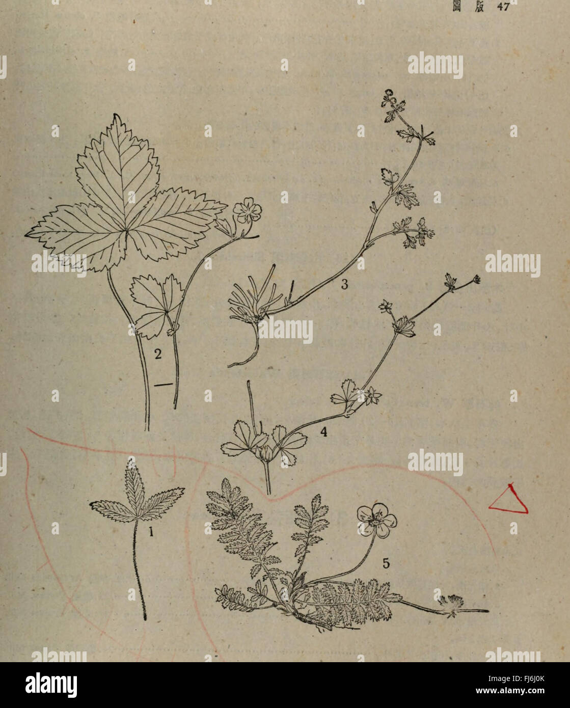 Dong bei zhi wu jian suo biao (1959 Stock Photo - Alamy