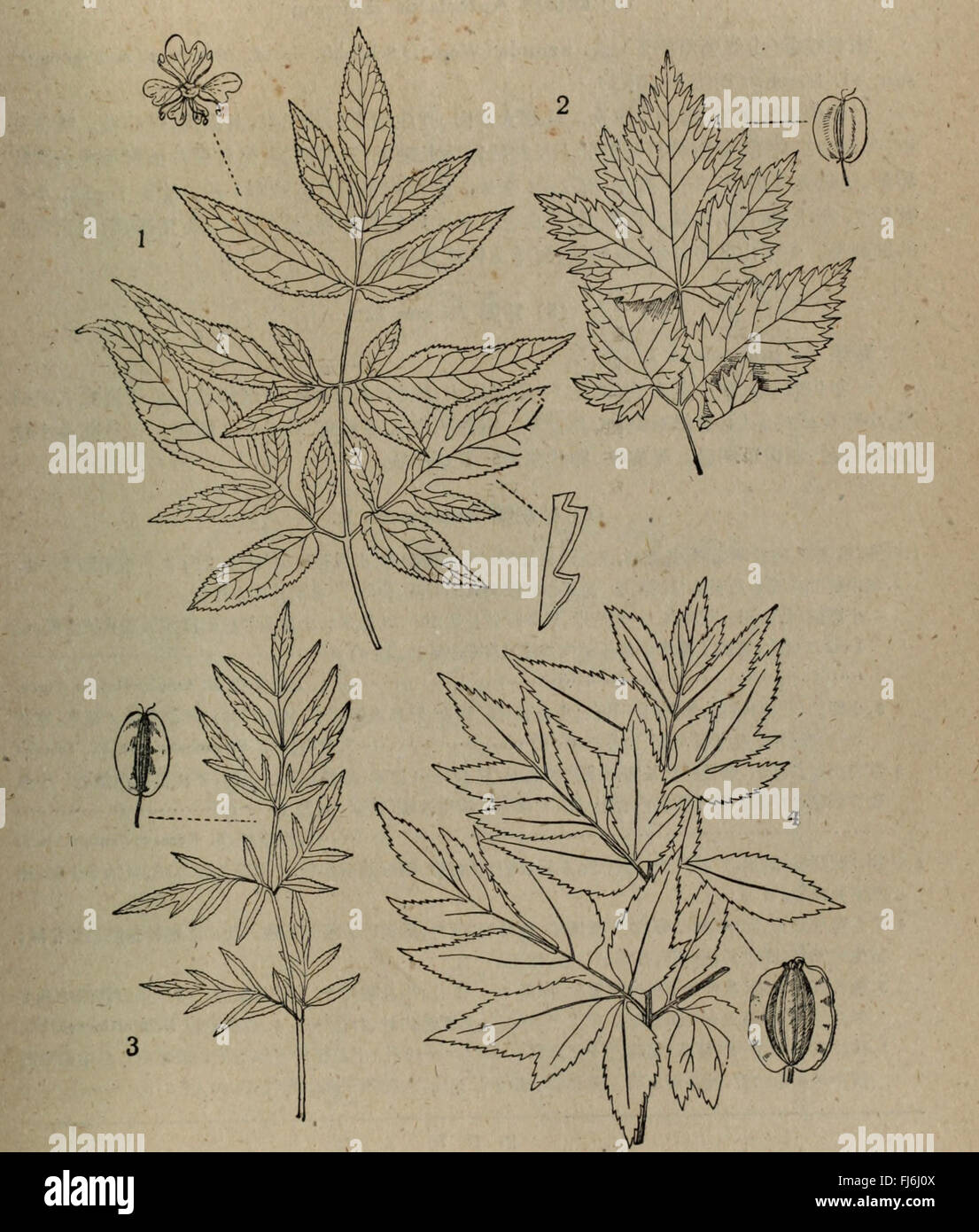 A botanical catalog from northeastern China, compiled in 1959 ...