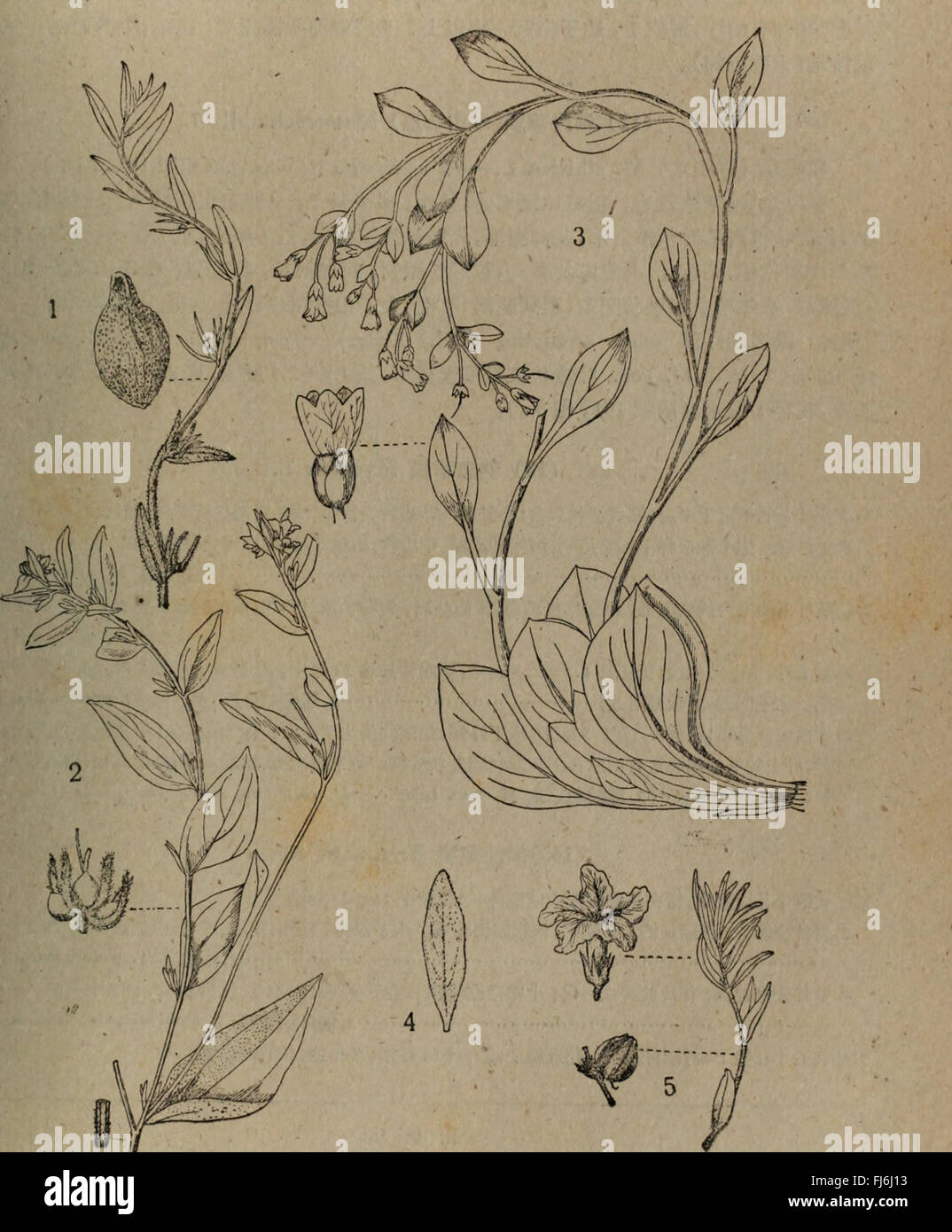 A botanical survey and catalog of plants native to the northeastern ...