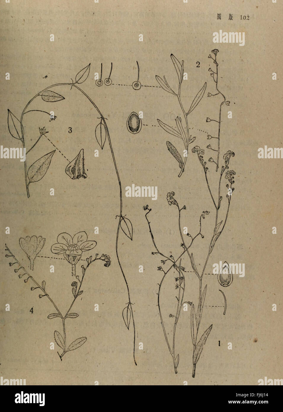 An illustration from the 'Dong Bei Zhi Wu Jian Suo Biao,' a botanical ...