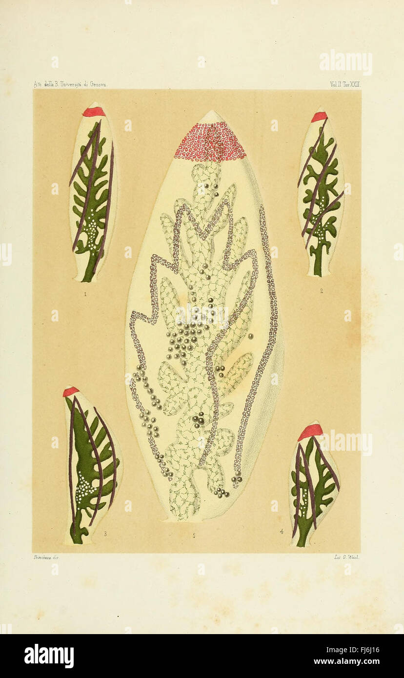 Côlididae e famiglie affini del porto di Genova (Plate XXII), Genoa ...