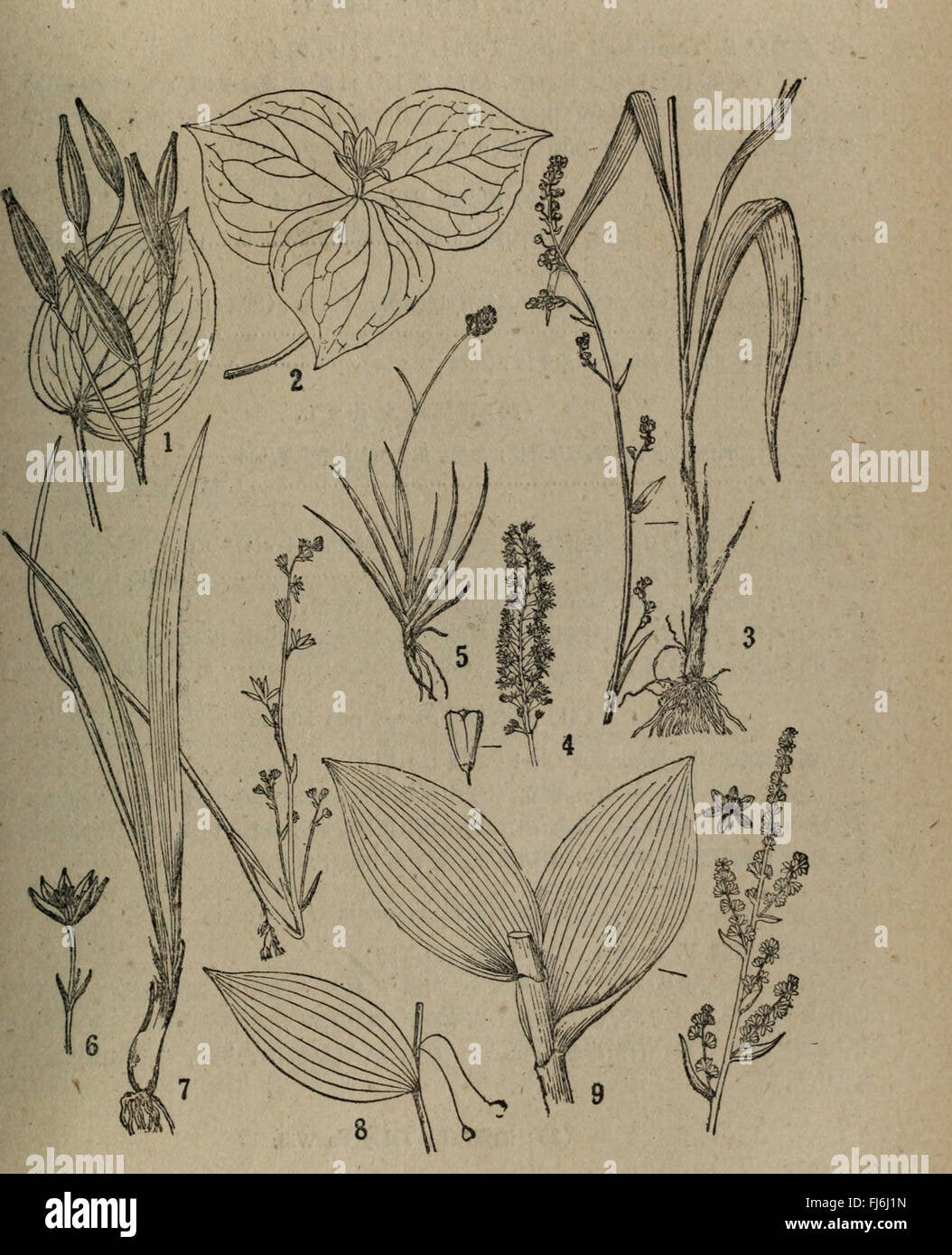 Dong Bei Zhi Wu Jian Suo Biao, a 1959 work on the identification and ...