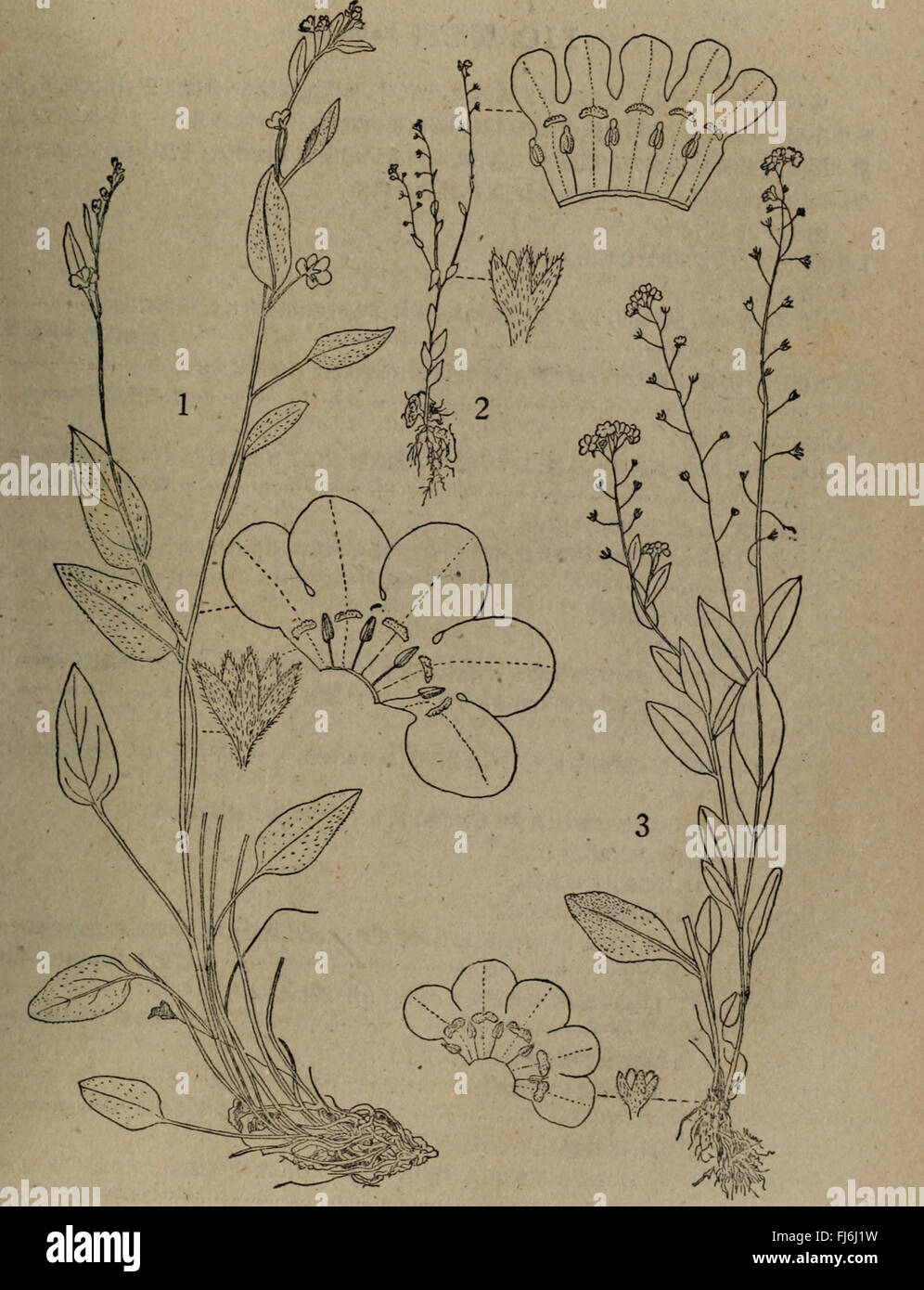 Flora of Northeast China, Chinese plants, 1959, Plant catalog ...